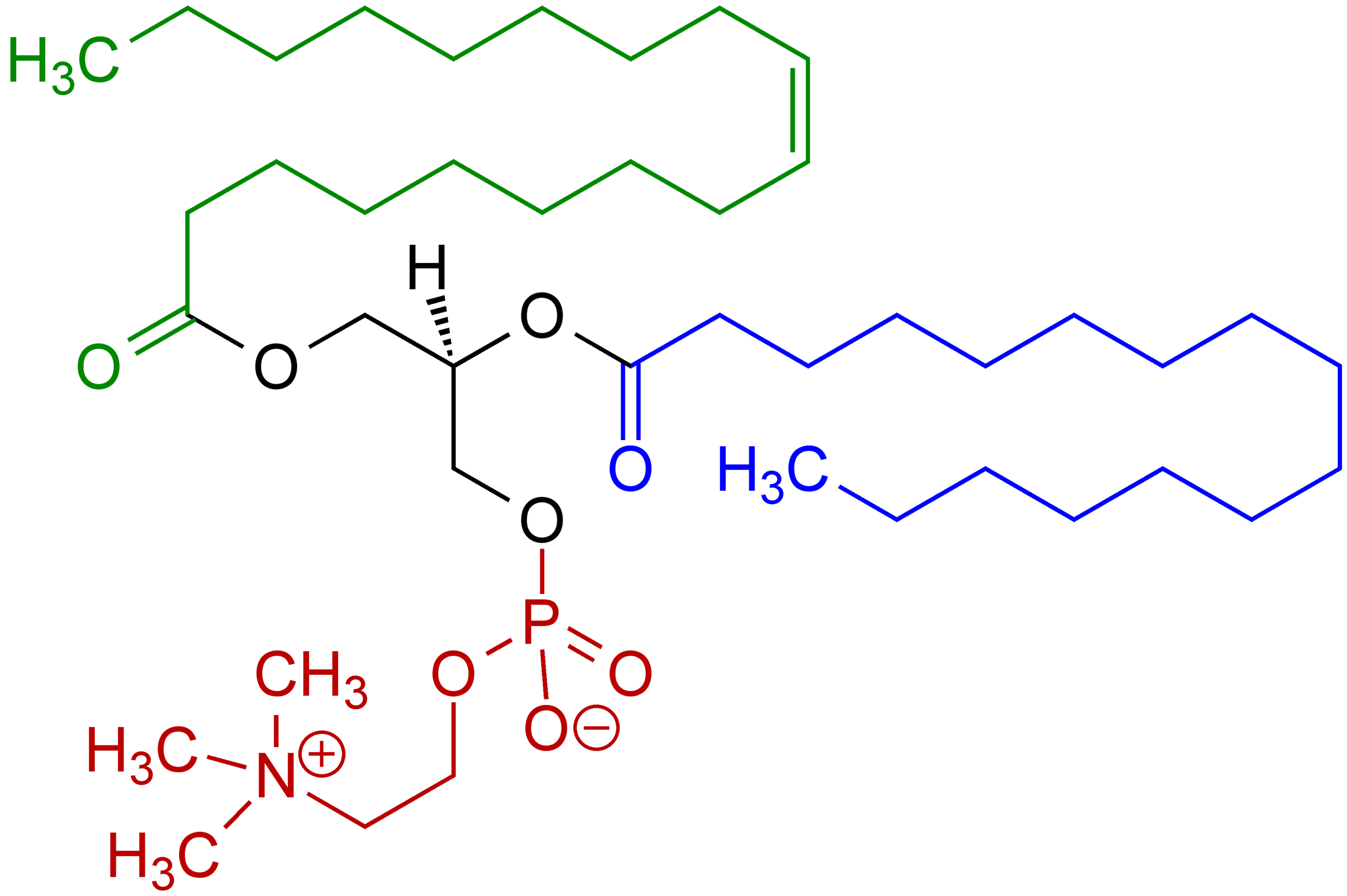 Phosphatidylcholine: Unlocking the Power of Essential Lipids — Laybio