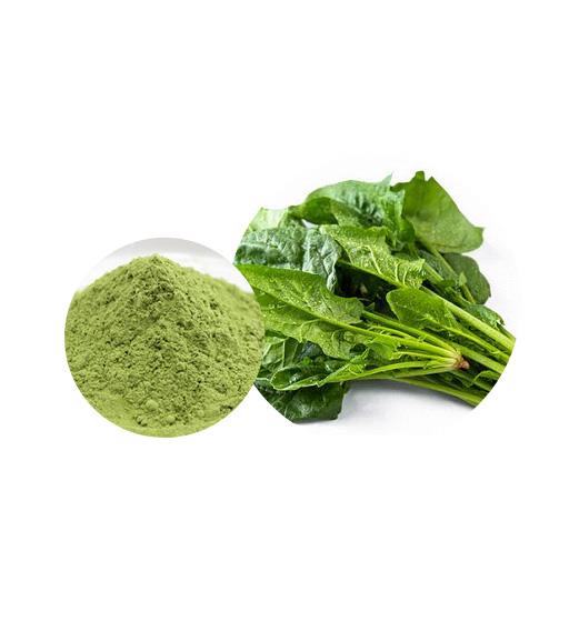 Spinach Powder Supplier | Manufacturer — Laybio