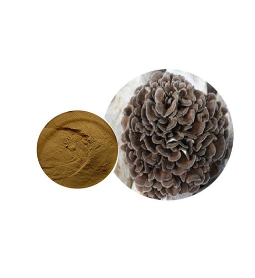 Organic Maitake Mushroom Extract Supplier | Manufacturer — Laybio